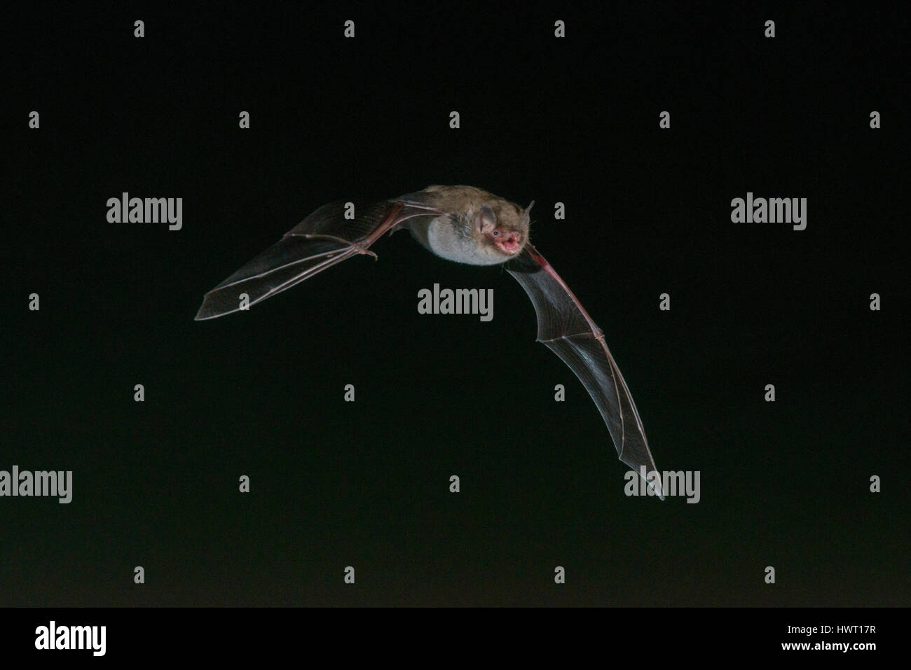 Water Bat ( Myotis daubentoni) is flying over a river searching for ...