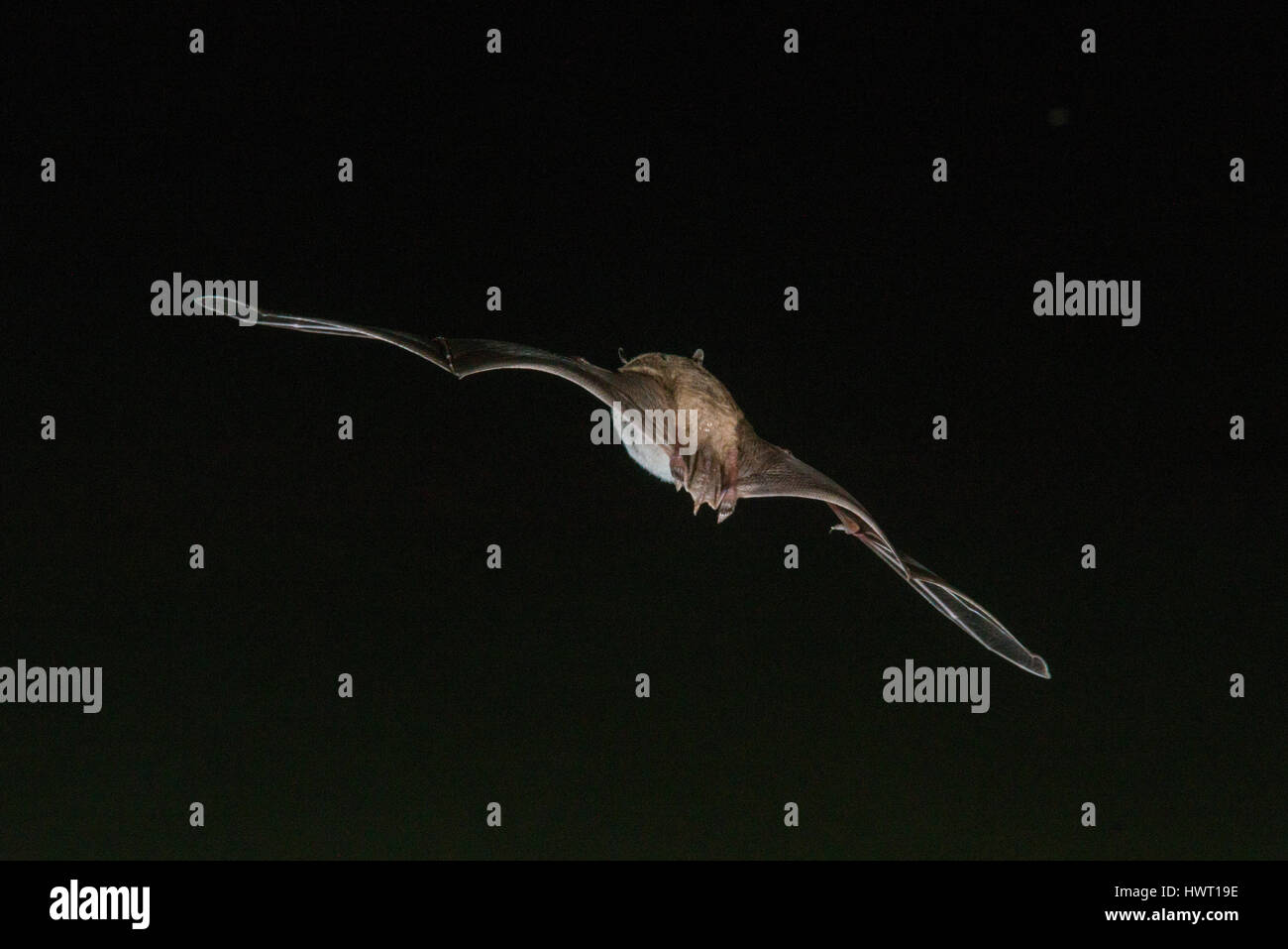 Water Bat ( Myotis daubentoni) is flying over a river searching for ...