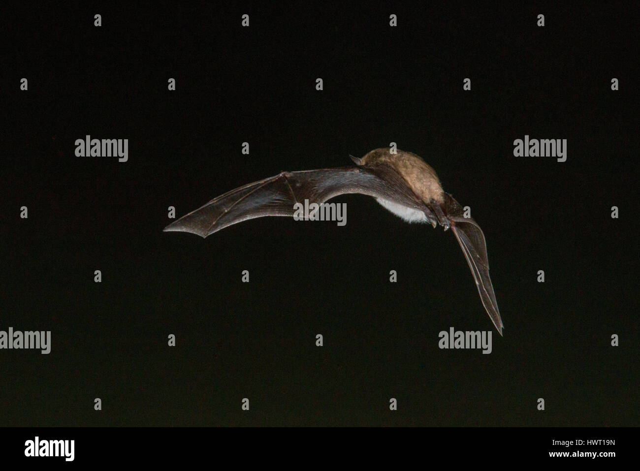 Vattenfladdermus hi-res stock photography and images - Alamy