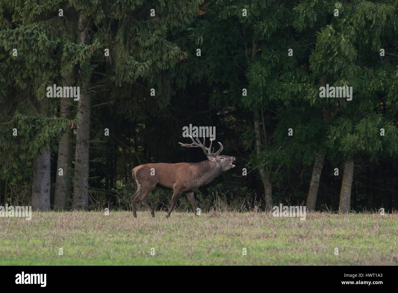 Red Deers ( Cervus elaphus) in mating season Stock Photo - Alamy
