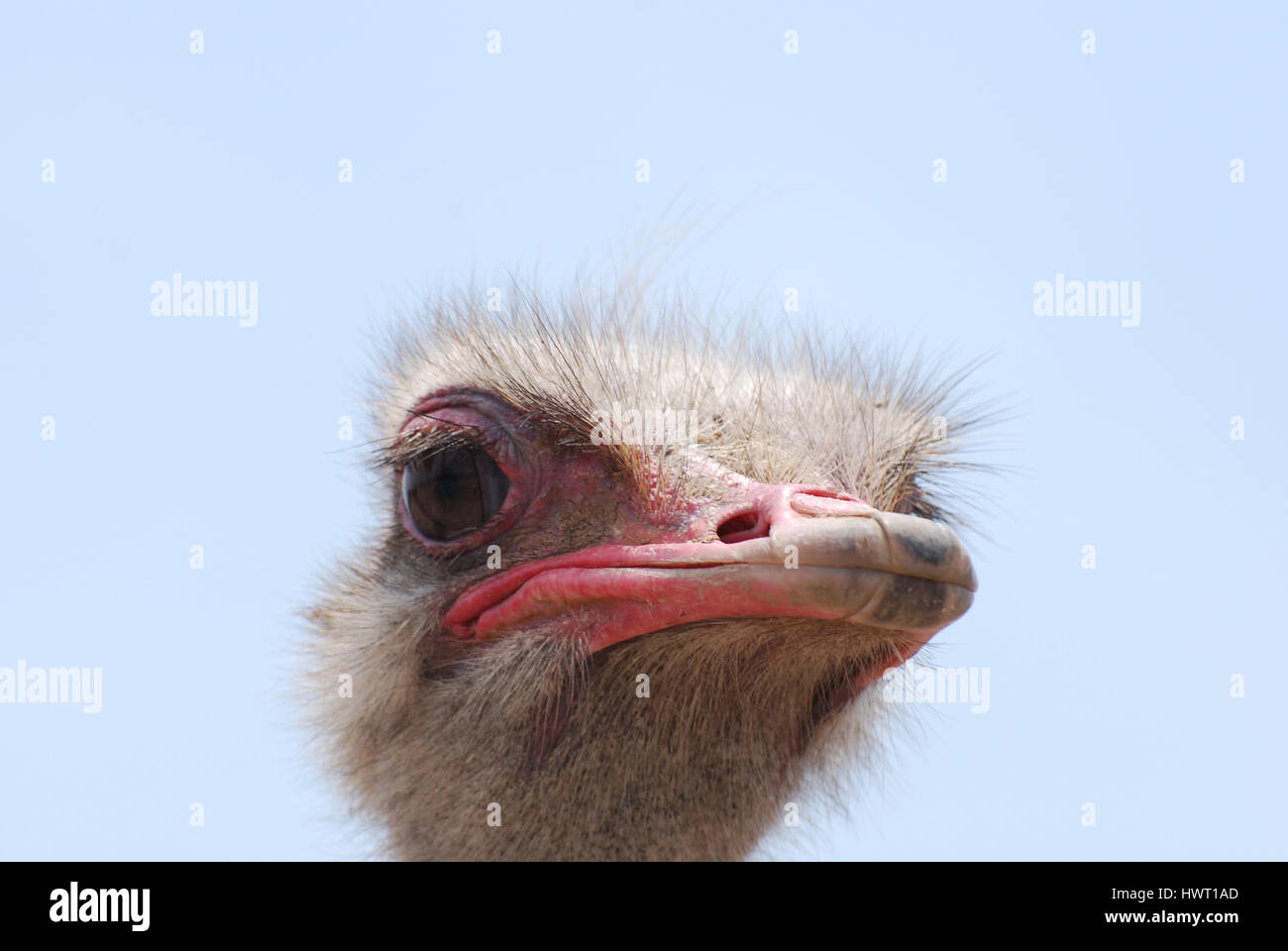 Common ostrich with a pink beak against a blue sky Stock Photo - Alamy