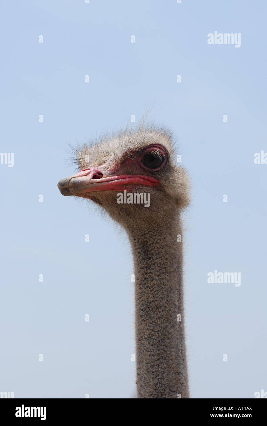 Long necked ostrich bird at the ostrich farm in Aruba Stock Photo - Alamy