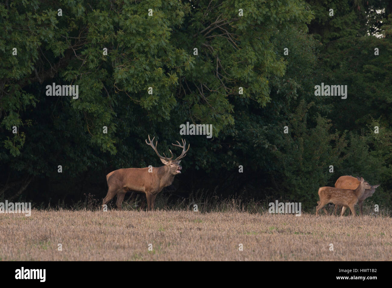 Red Deers ( Cervus elaphus) in mating season Stock Photo - Alamy