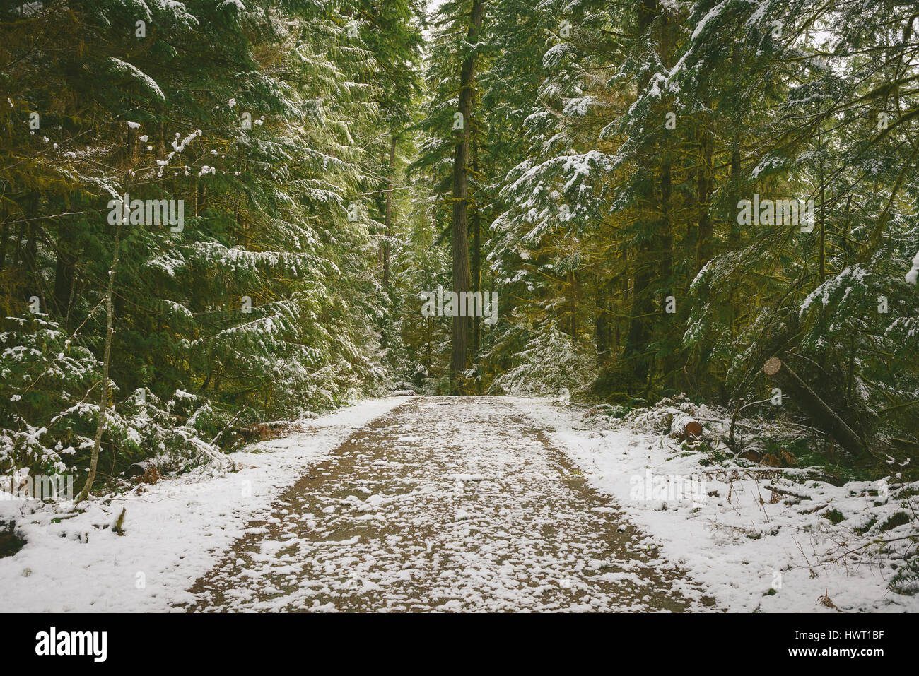 Walkway amidst trees in forest during winter Stock Photo - Alamy