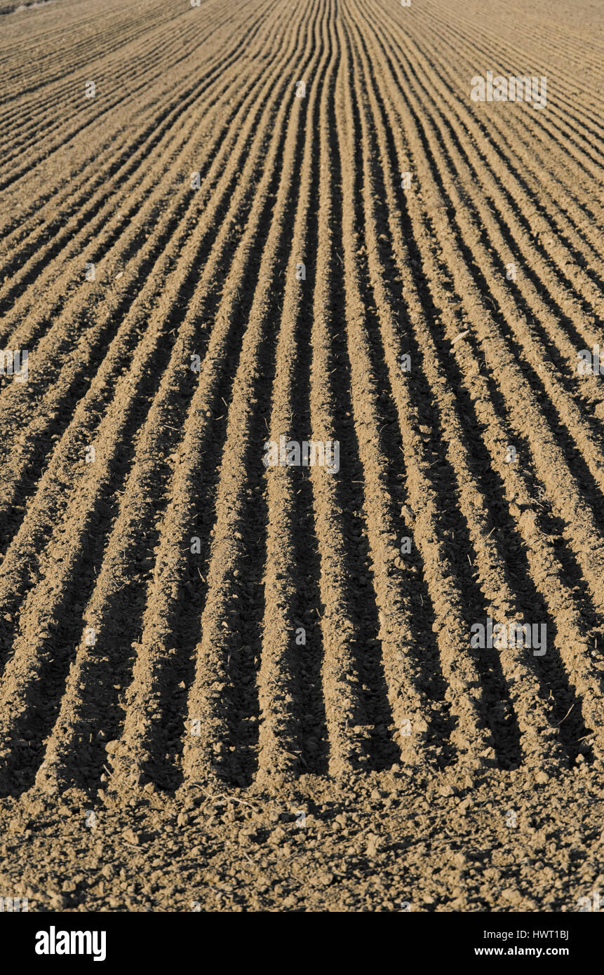 Sow field hi-res stock photography and images - Alamy