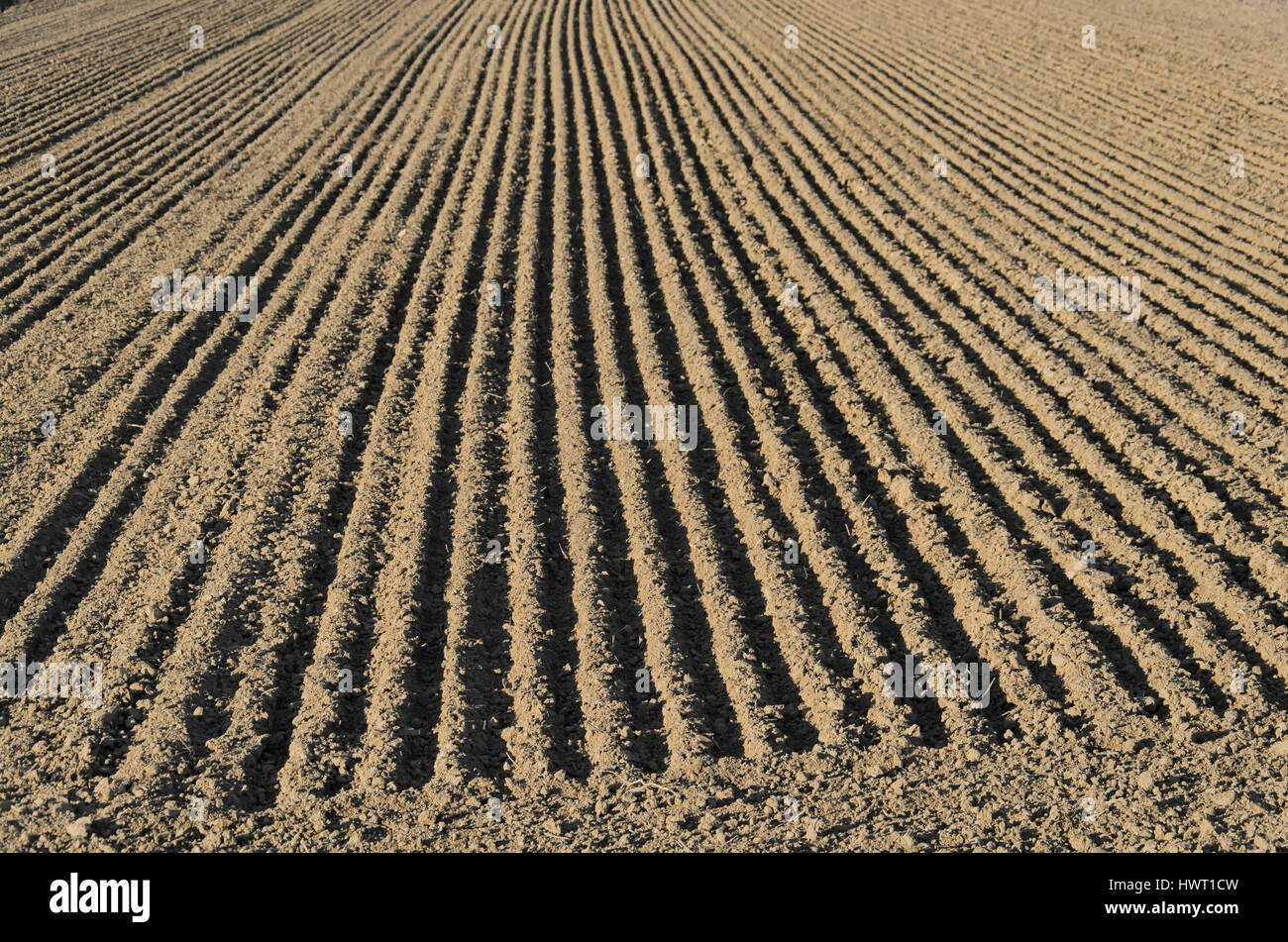The parallel lines of a sown field Stock Photo - Alamy