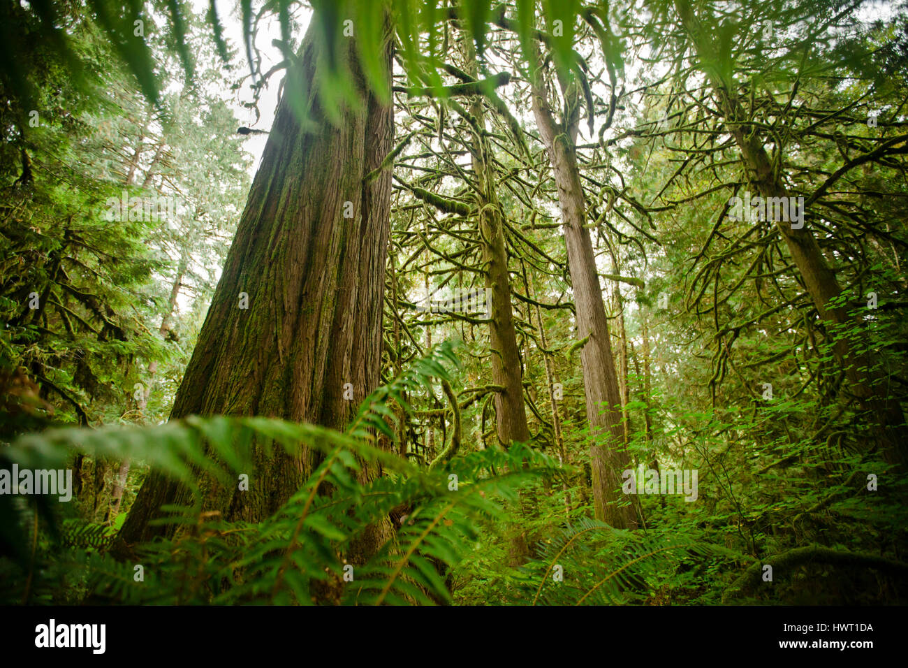 Low angle view of trees growing in forest Stock Photo - Alamy