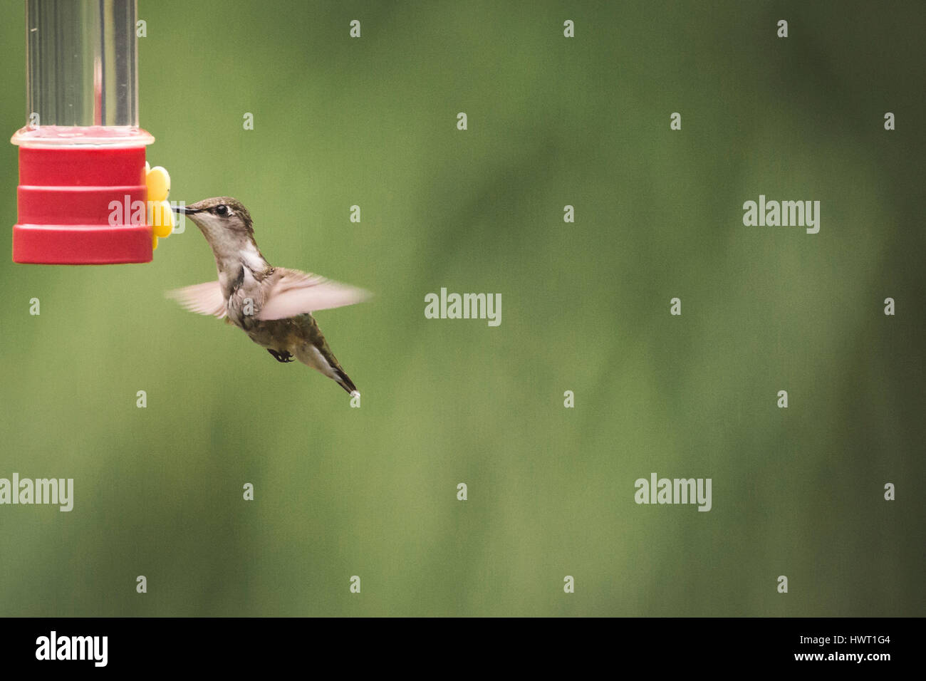 Side view of hummingbird flying by birdfeeder at park Stock Photo - Alamy