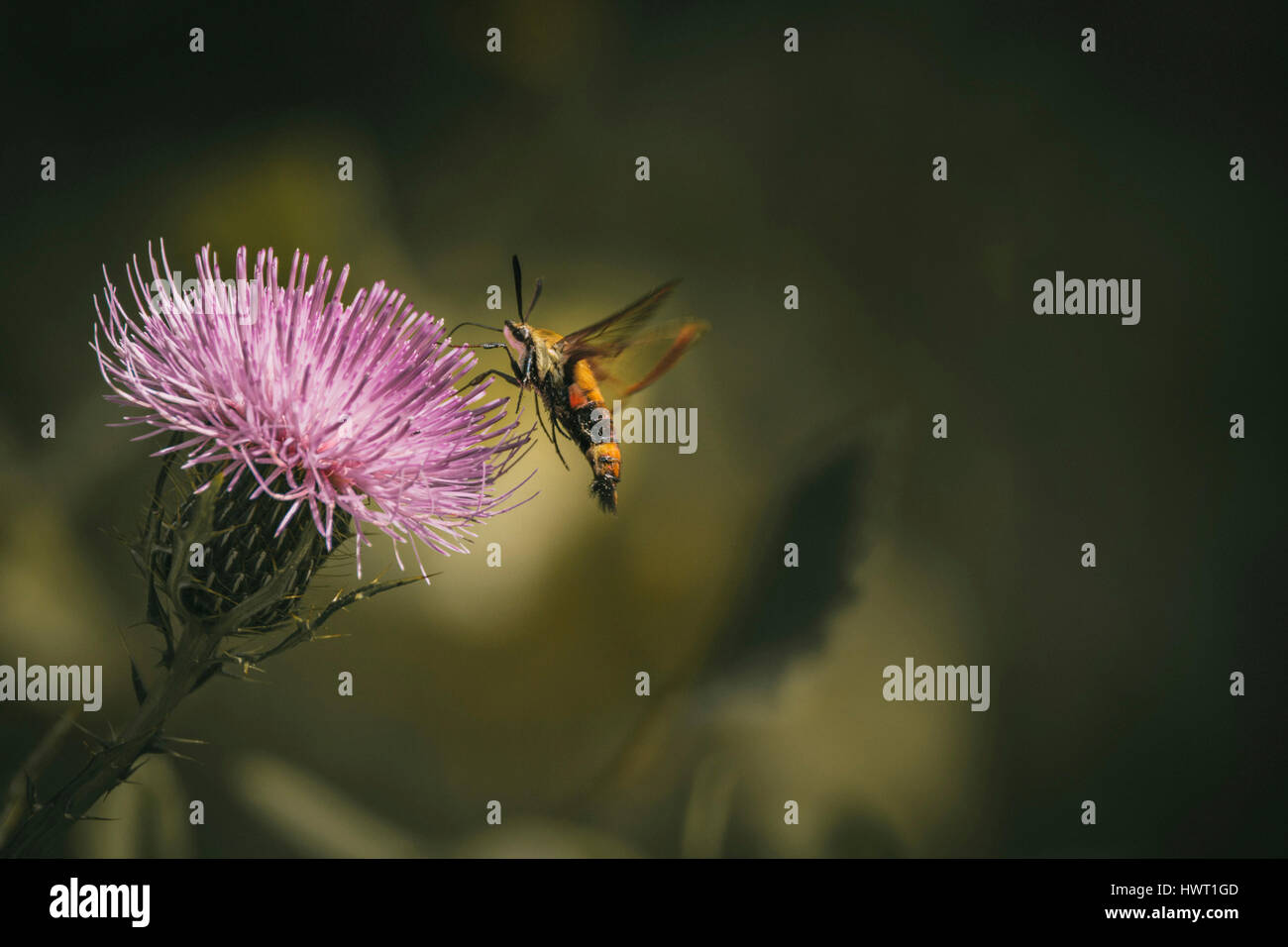 Hummingbird pollination flower hi-res stock photography and images - Alamy