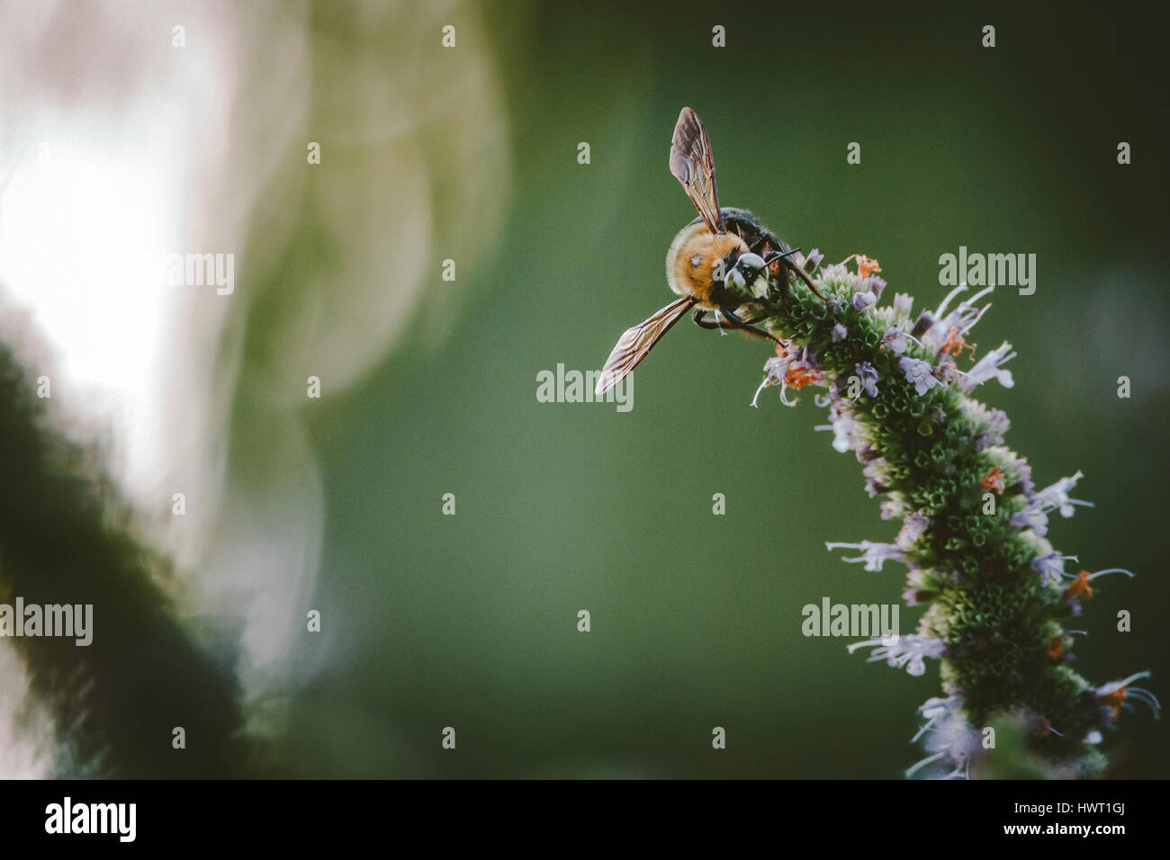 Moth pollination hi-res stock photography and images - Alamy