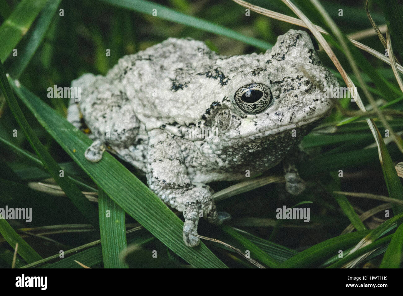 Frog eye angle view hi-res stock photography and images - Alamy