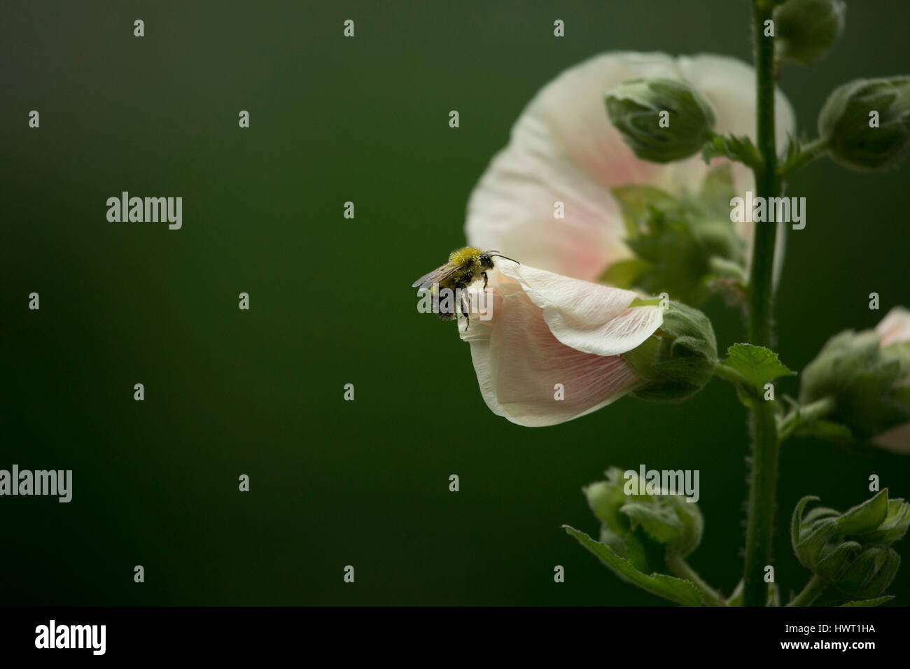 Close-up of bee on flower Stock Photo - Alamy