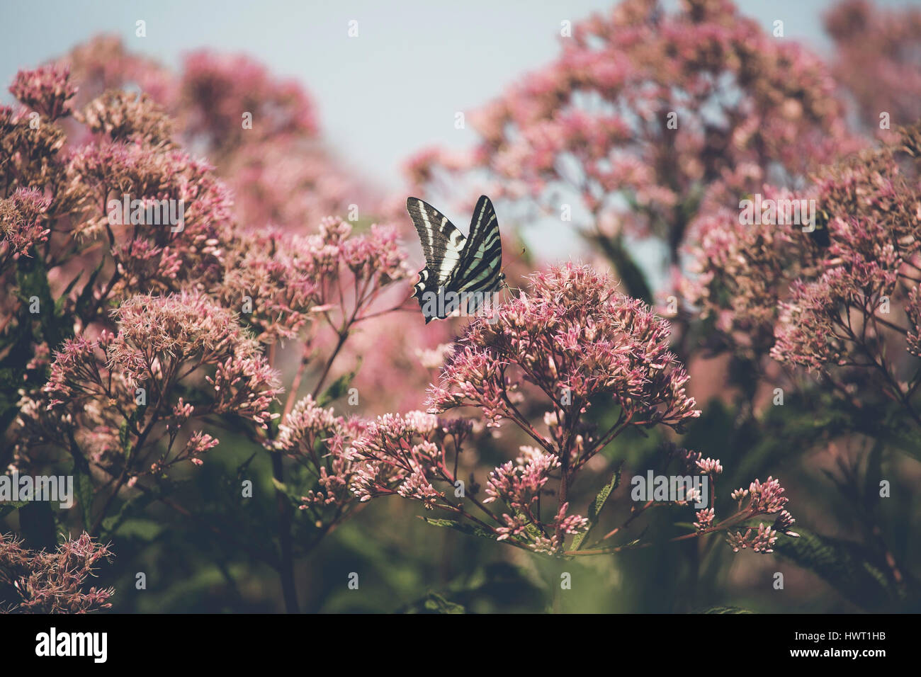 Butterfly flowers one animal hi-res stock photography and images - Alamy