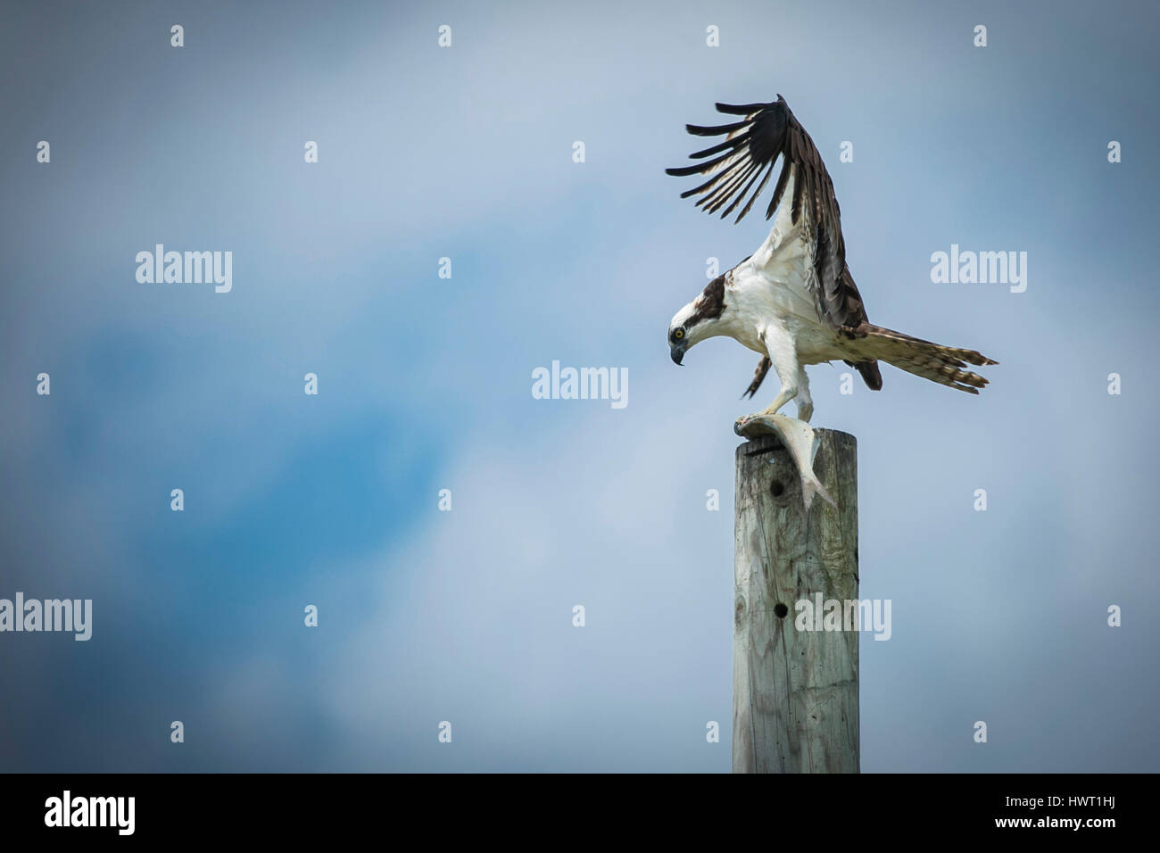 Osprey on pole hi-res stock photography and images - Alamy