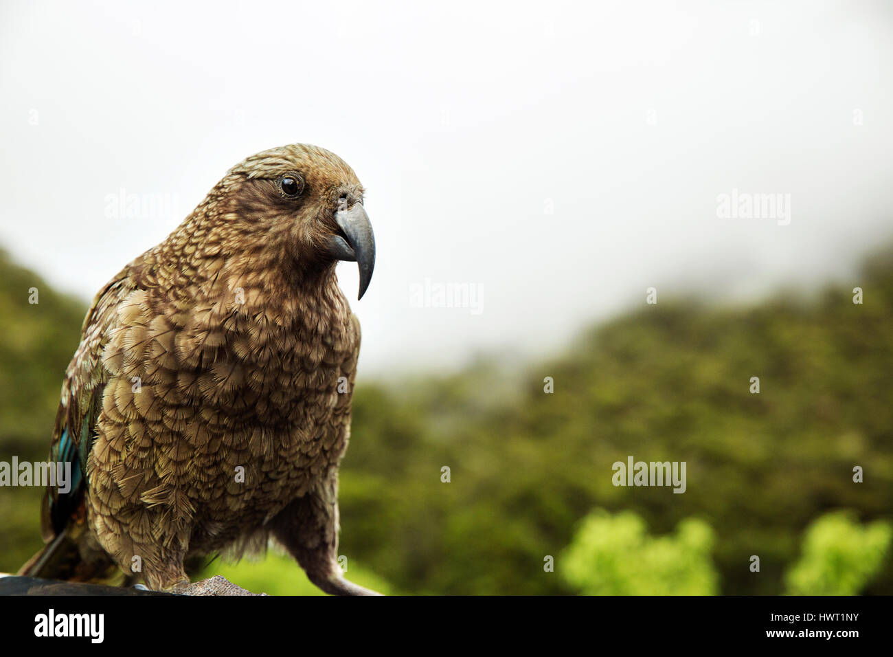 Kea close up hi-res stock photography and images - Alamy
