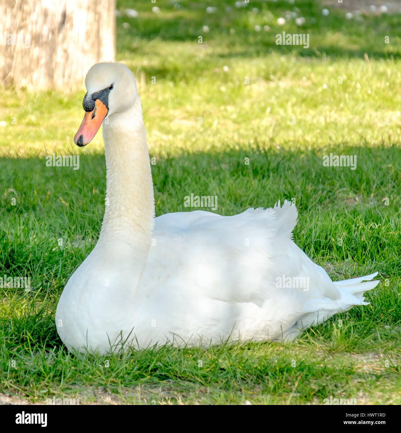 white swan grass Stock Photo - Alamy