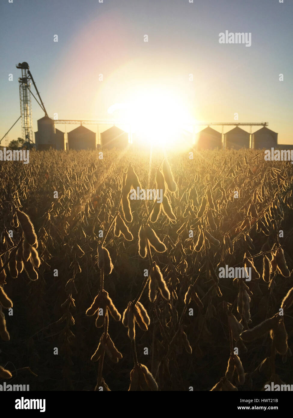 Sunny crops hi-res stock photography and images - Alamy