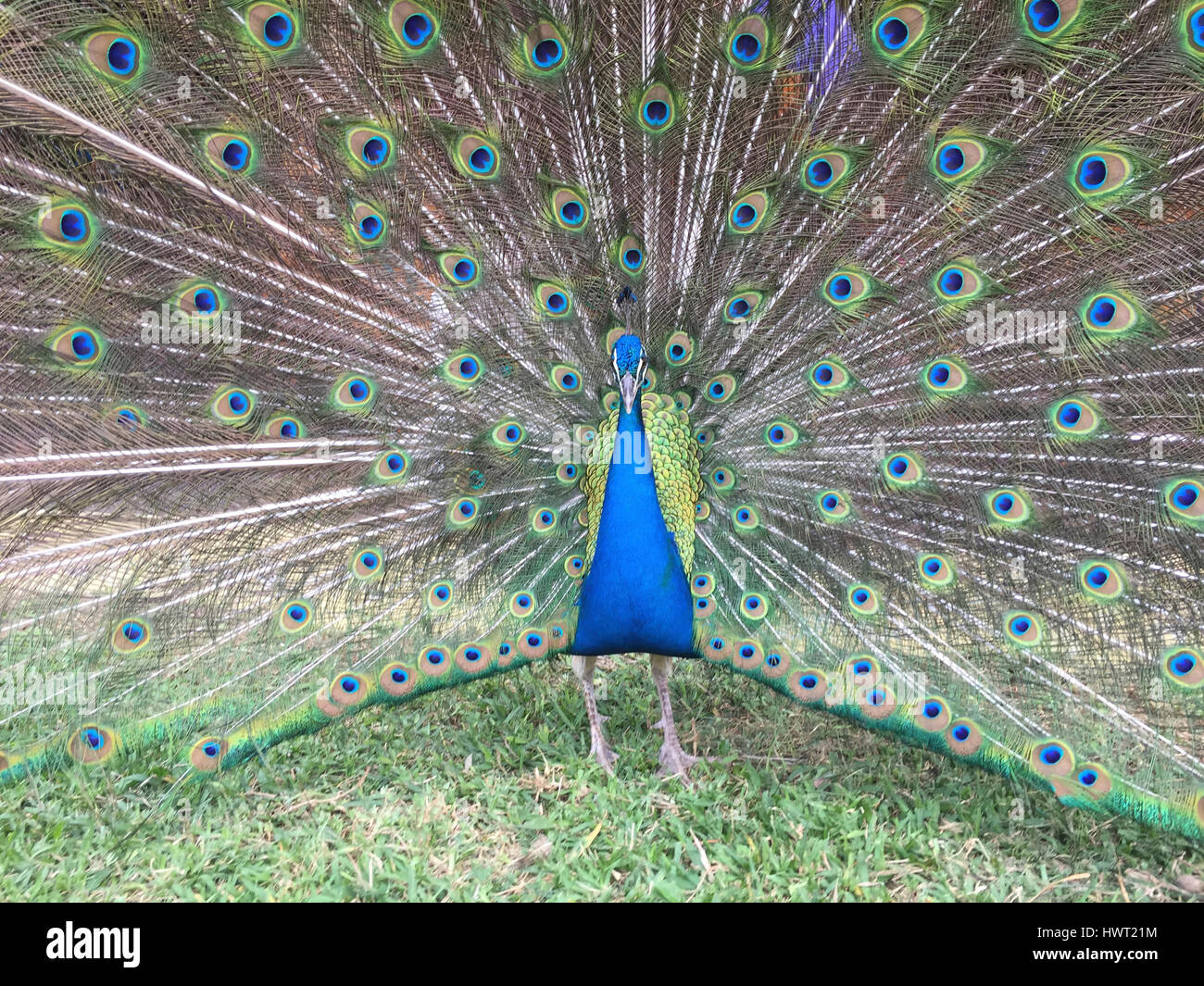 Standing peacock hi-res stock photography and images - Alamy