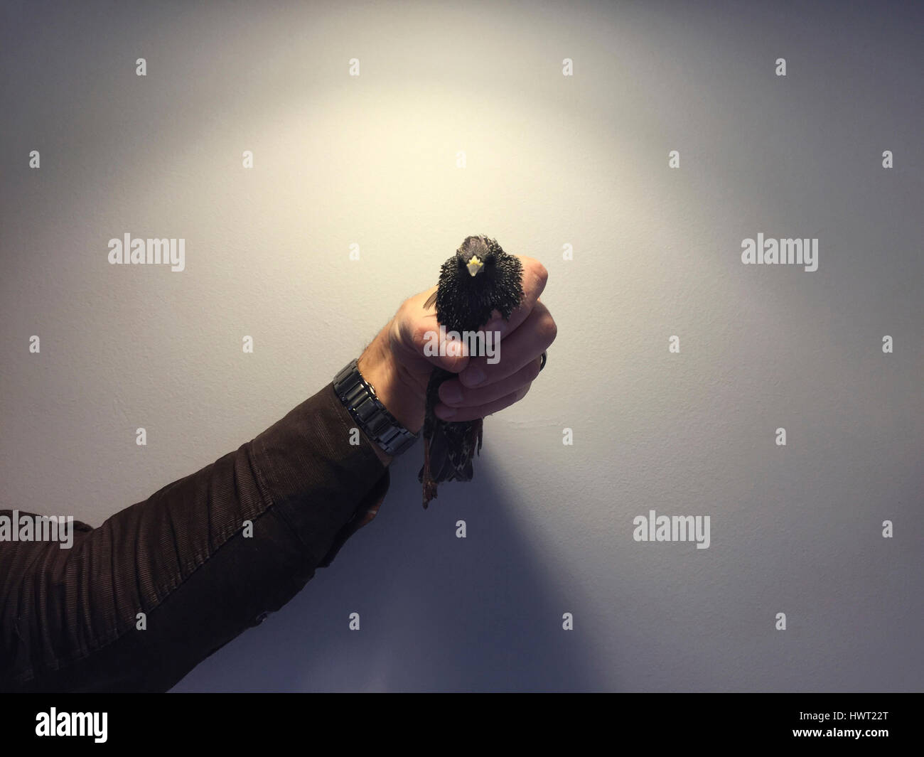 Cropped hand of man holding starling against white wall Stock Photo - Alamy