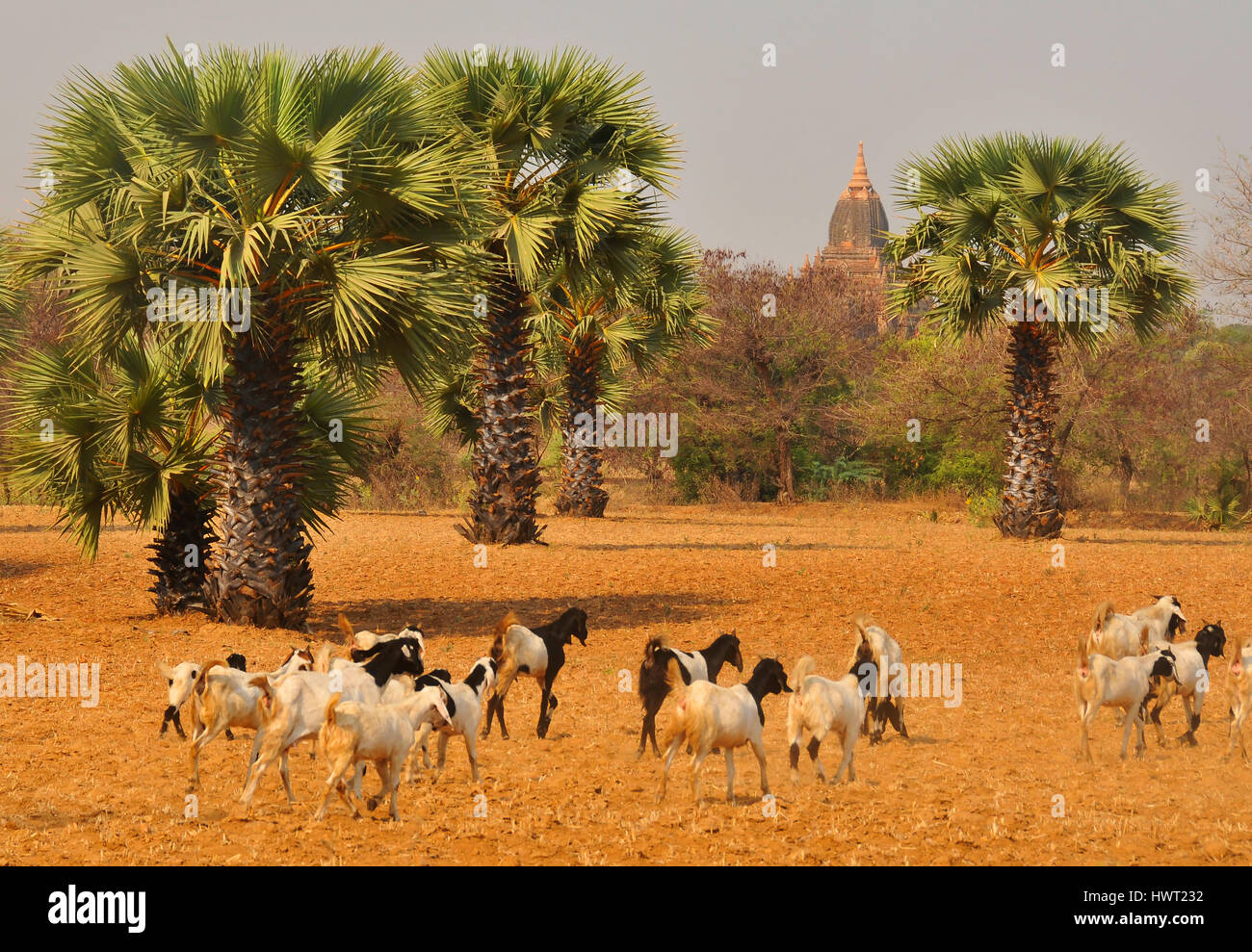 Herd of goats, Bagan, Myanmar Stock Photo - Alamy