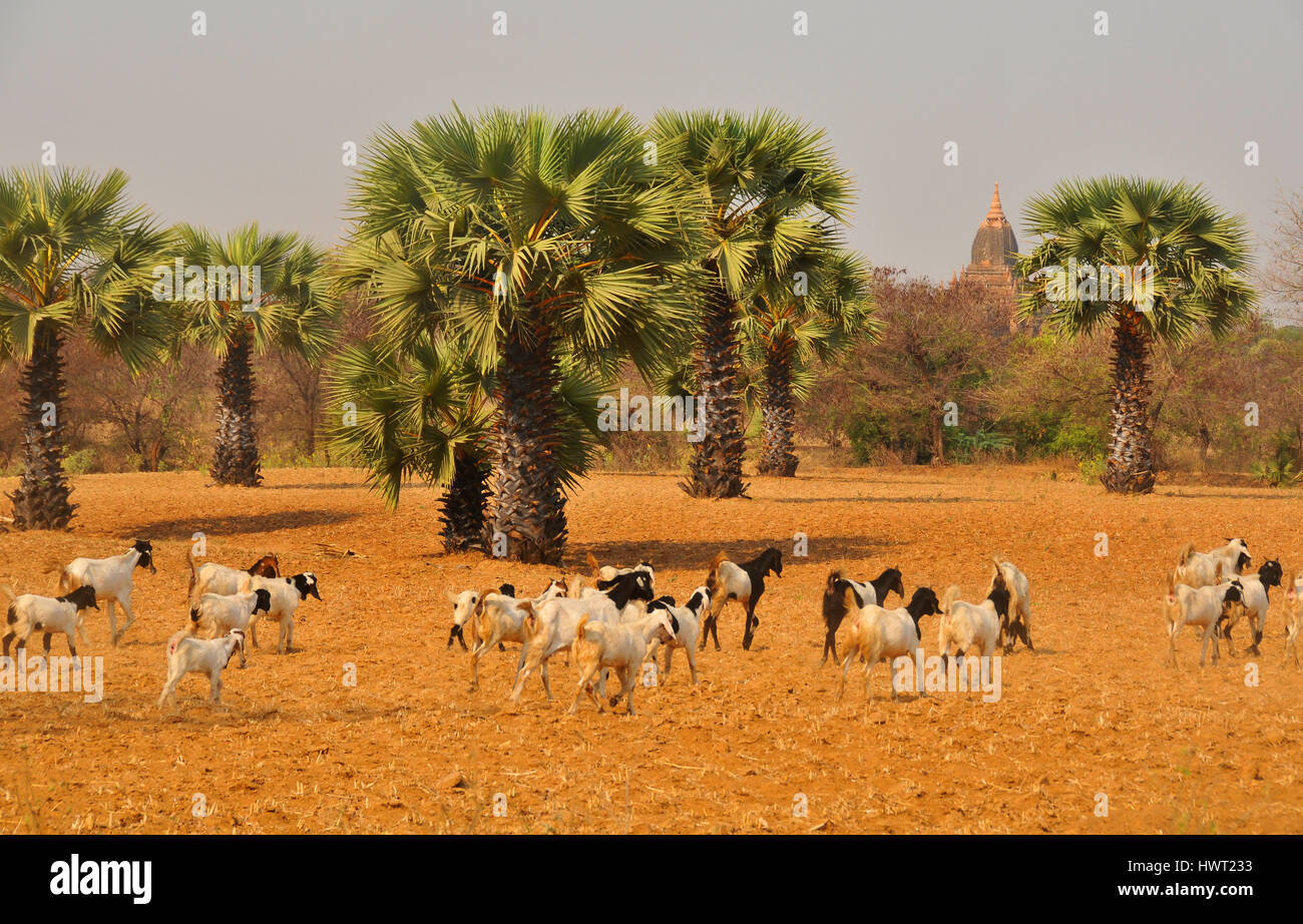 Bagan myanmar farm hi-res stock photography and images - Alamy