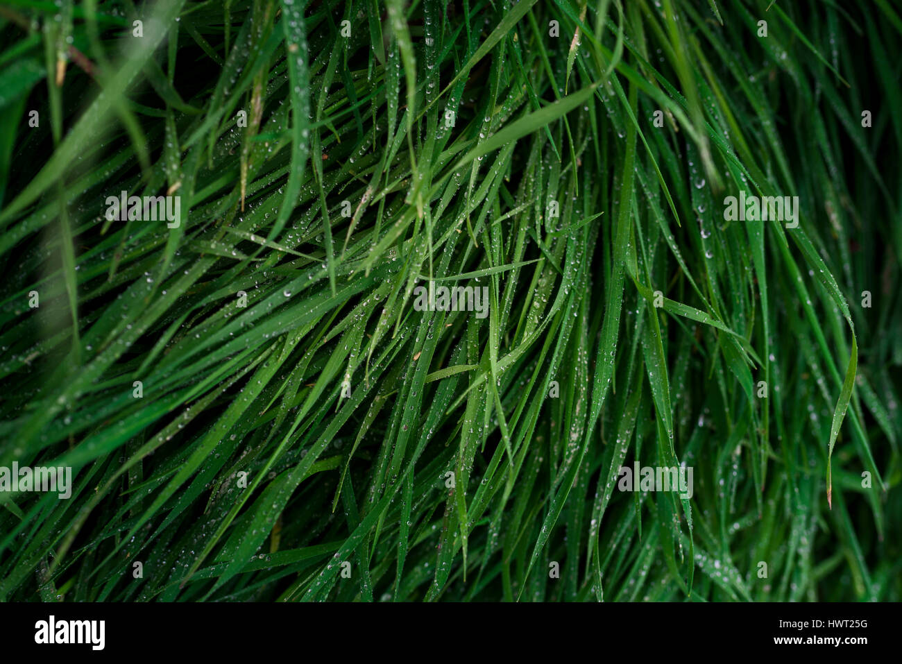 Wet grass plant hi-res stock photography and images - Alamy