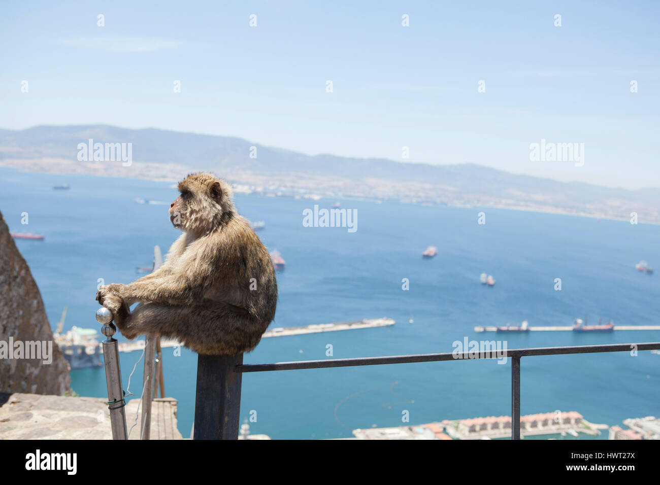 Monkey sitting on railing by sea against sky Stock Photo - Alamy