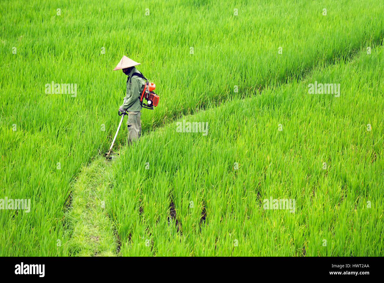 Side view of farmer spraying insecticide on crops in farm Stock Photo ...