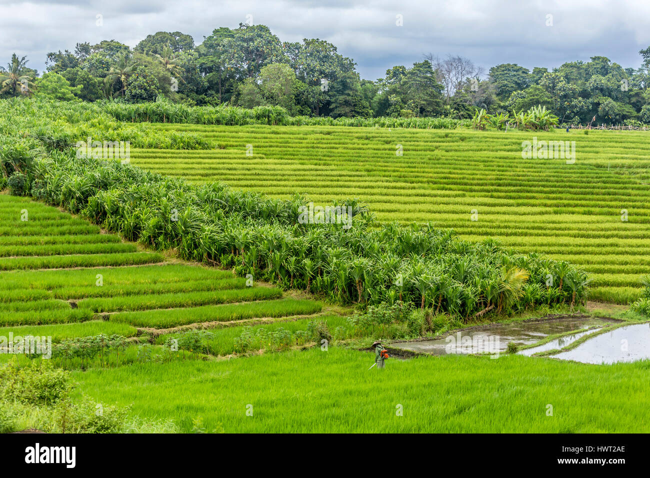 Mid distance view of farmer working in rice paddy Stock Photo - Alamy