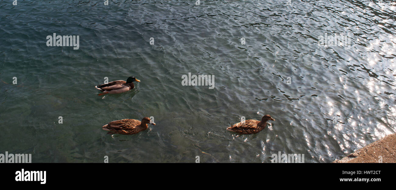 Portofino, Italy, nature and animals: three sea ducks in the water ...