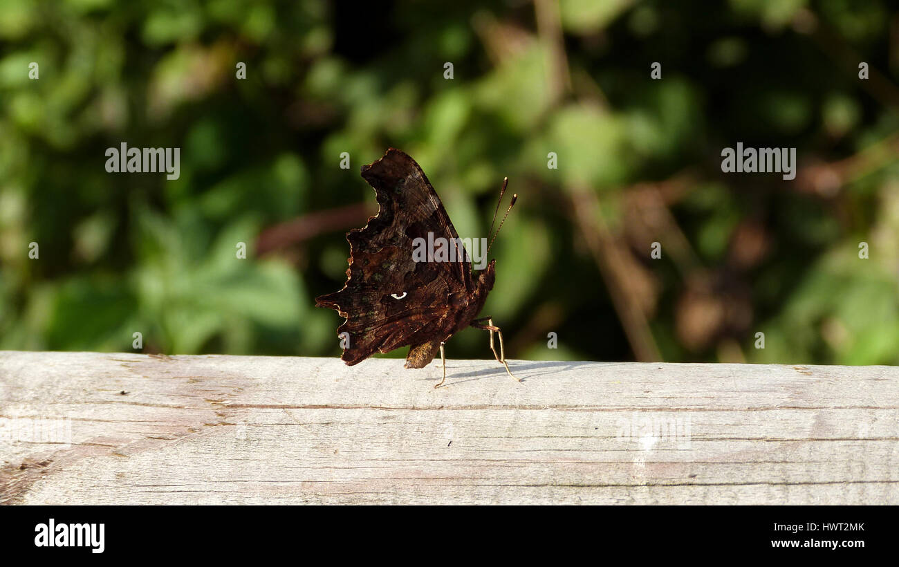 Old insect hi-res stock photography and images - Alamy