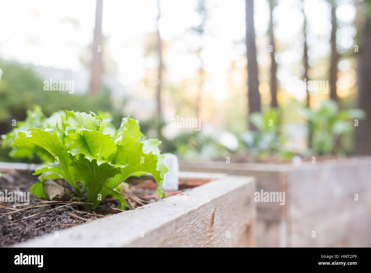 Close-up plants growing outdoors Stock Photo - Alamy