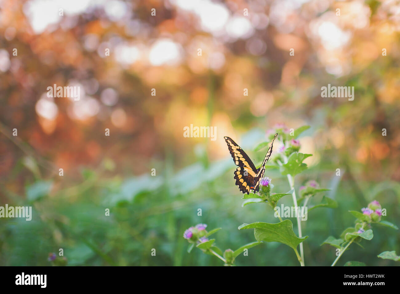 Butterfly plant park animal wildlife hi-res stock photography and ...