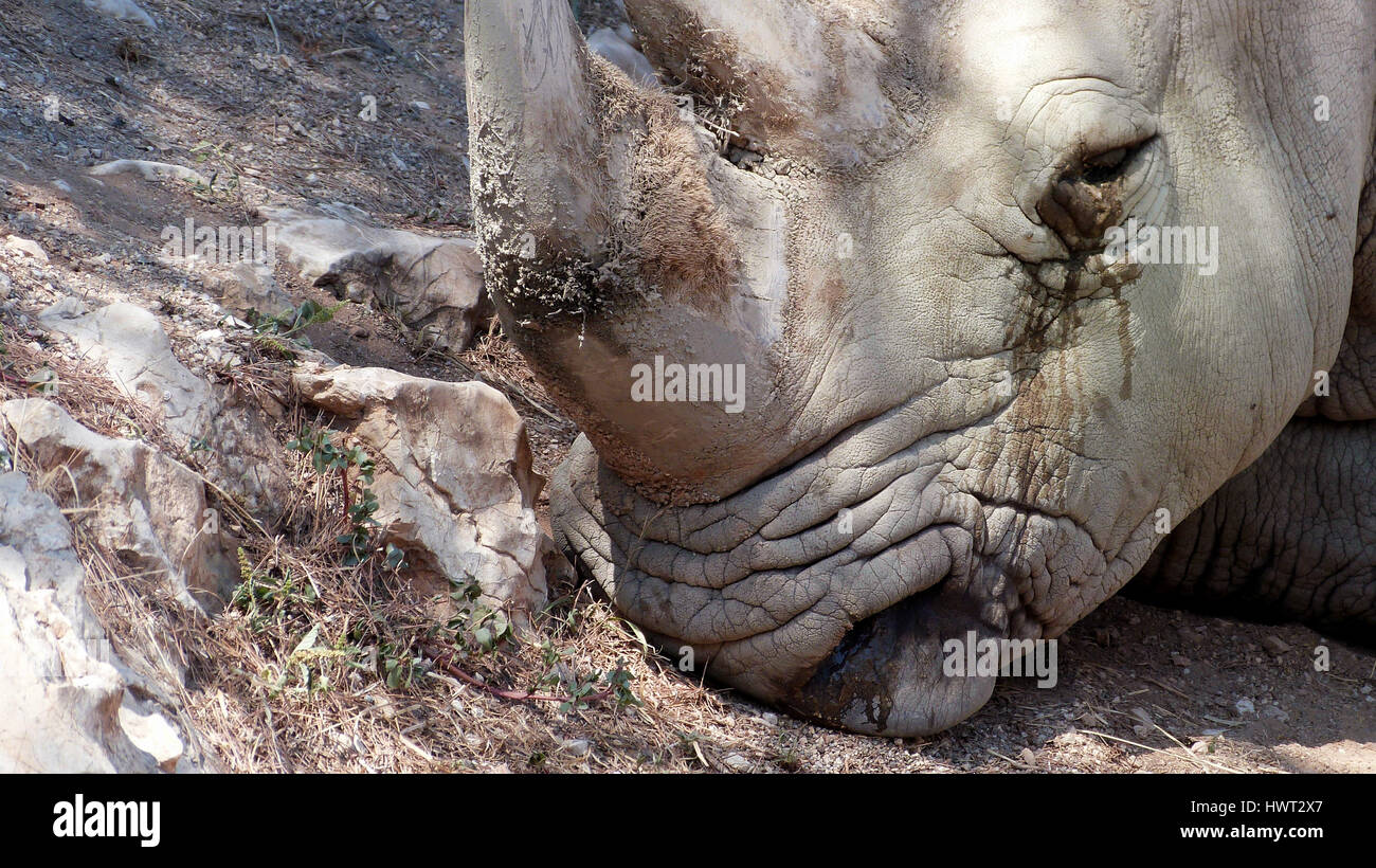 Animal crying hi-res stock photography and images - Alamy