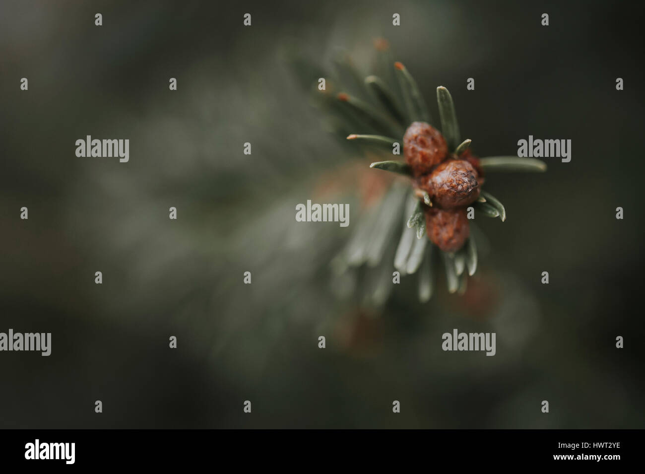 Growing pine cone hi-res stock photography and images - Alamy