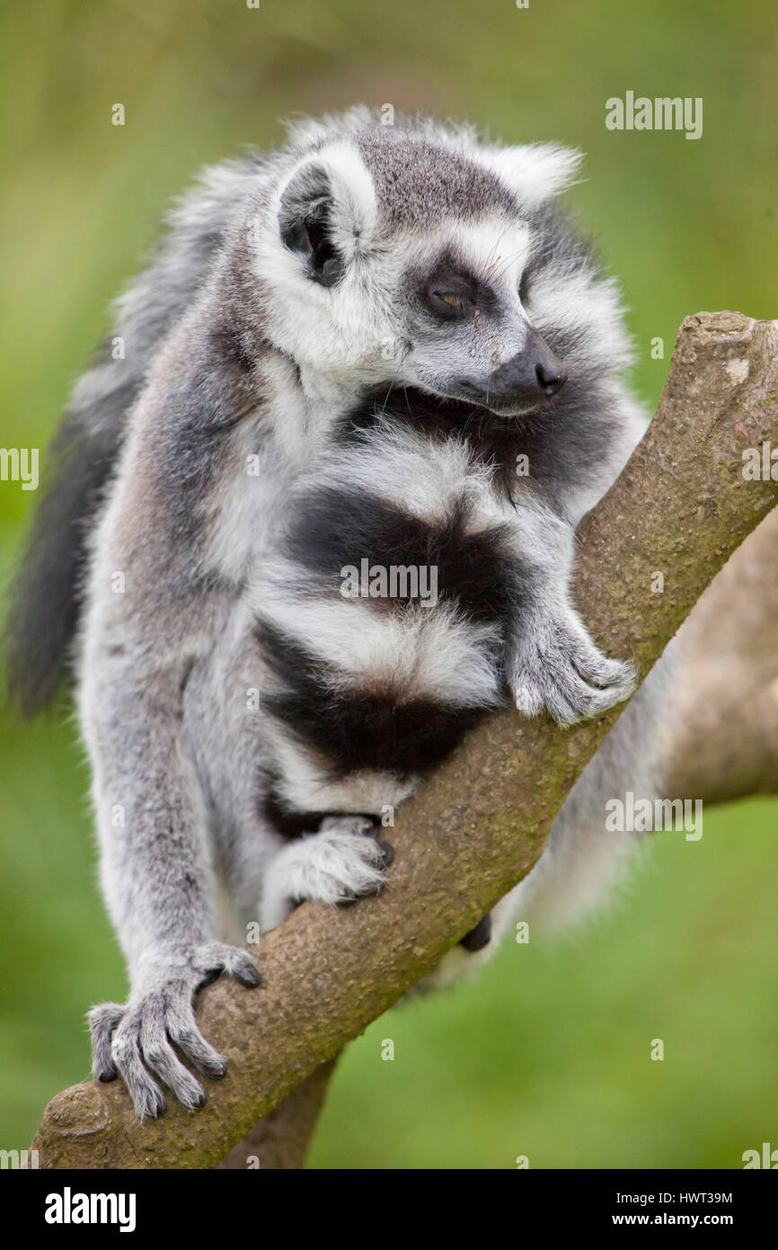 Sleepy lemur hi-res stock photography and images - Alamy