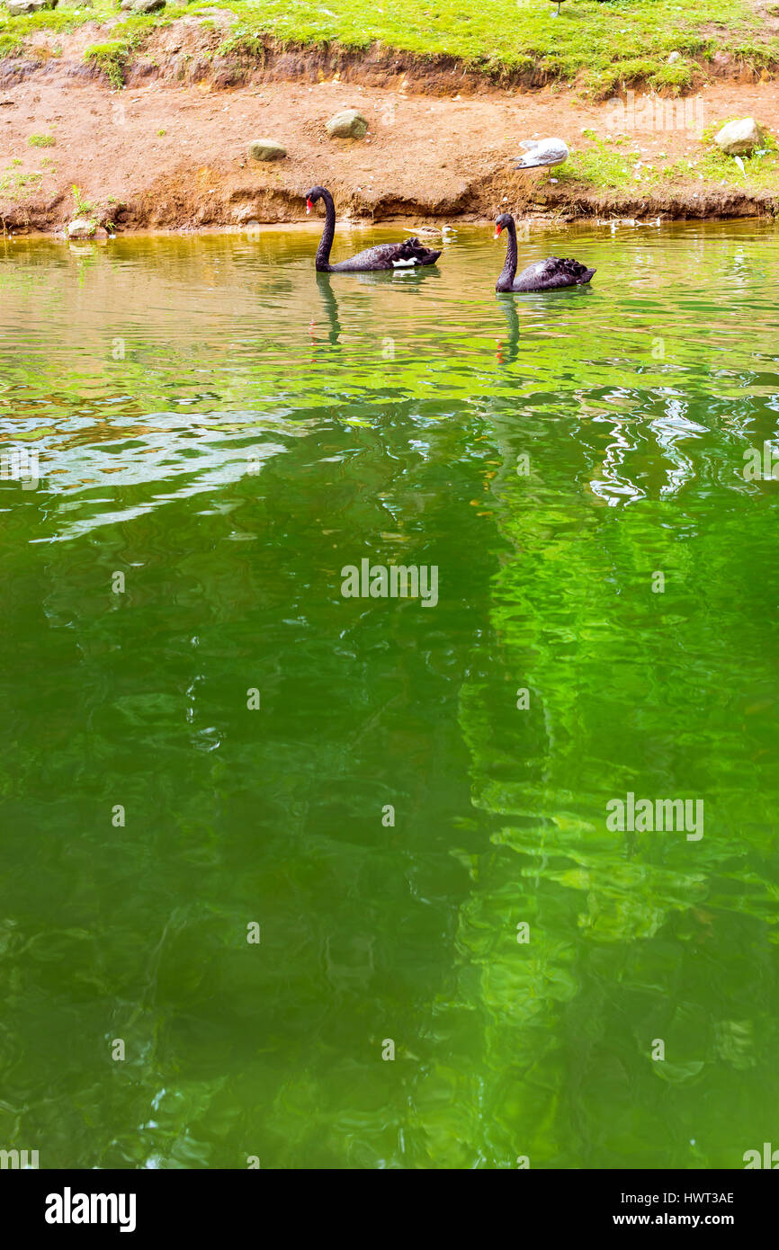 Black swans swim in the green water in a lush pond. Park at Juozo alus ...
