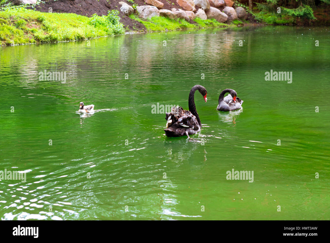 Black swans swim in the green water in a lush pond. Park at Juozo alus ...