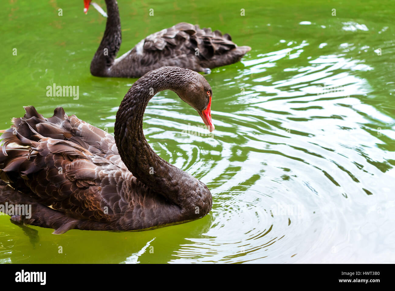 Black swans swim in the green water in a lush pond. Park at Juozo alus ...