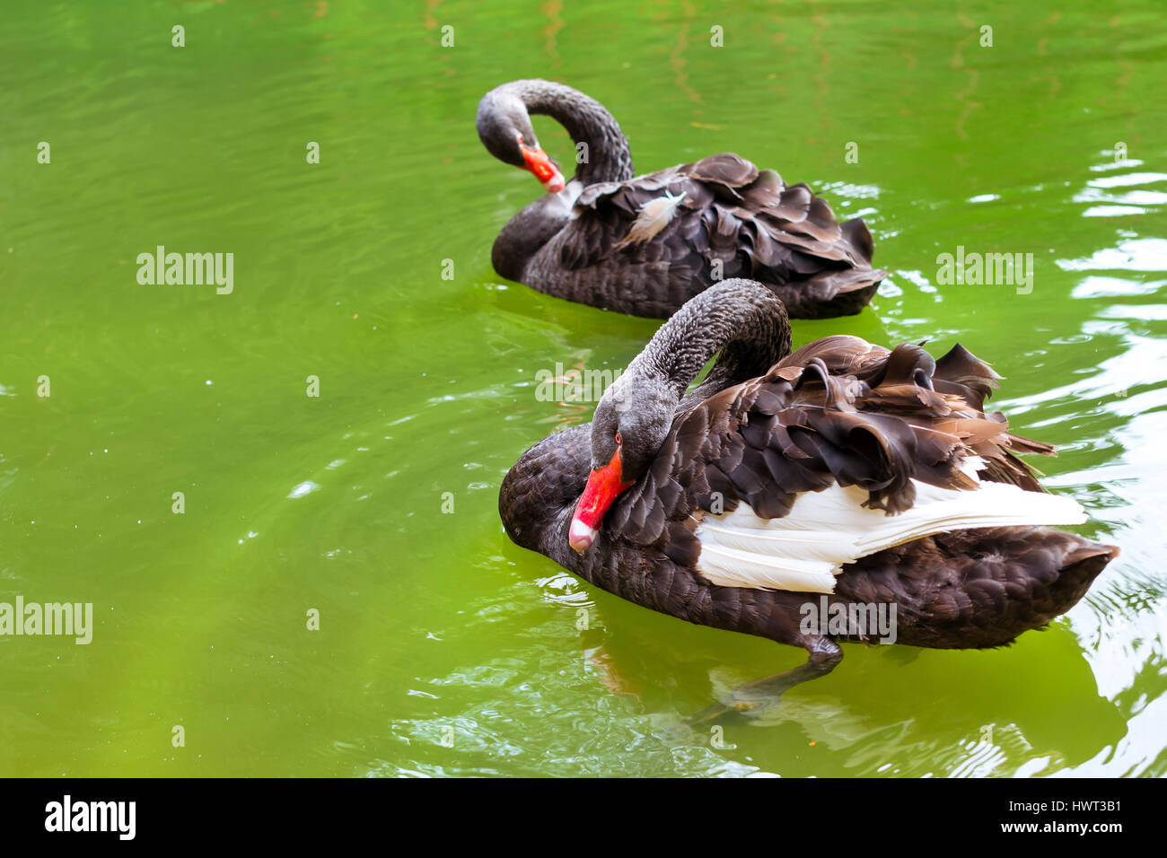 Black swans swim in the green water in a lush pond. Park at Juozo alus ...