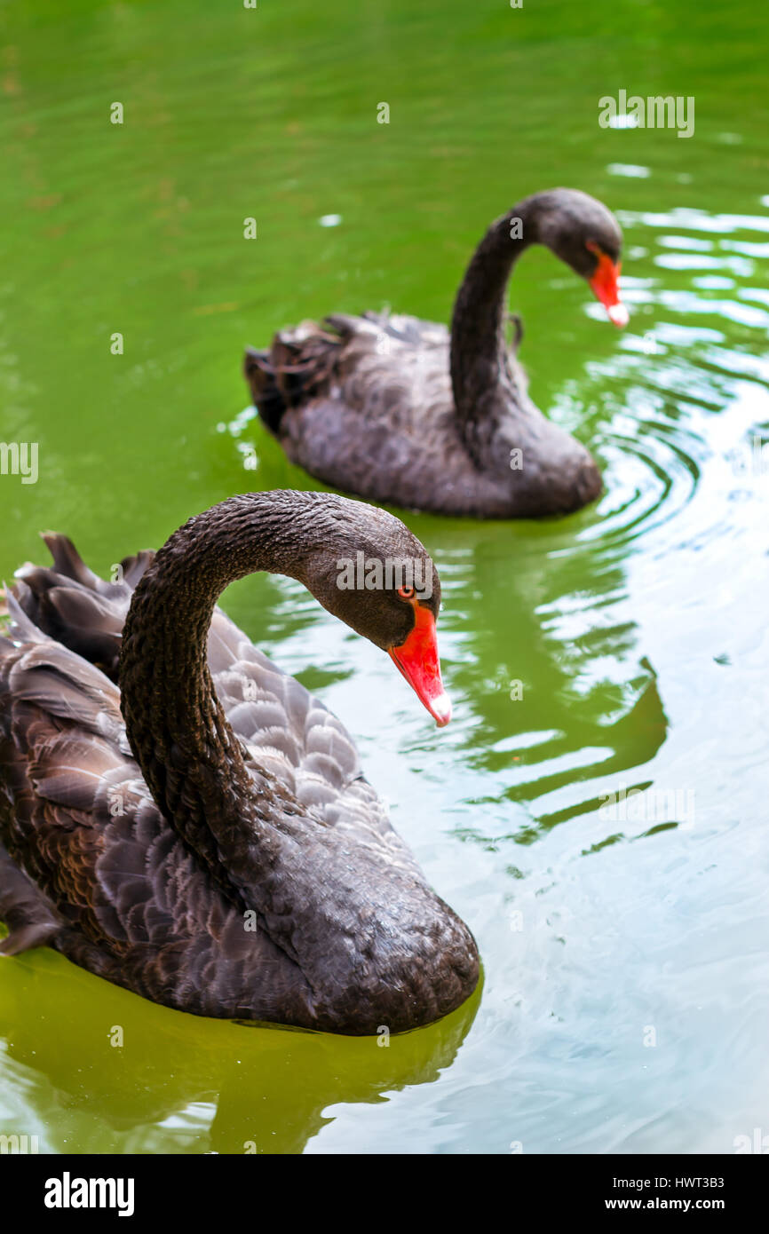Black swans swim in the green water in a lush pond. Park at Juozo alus ...