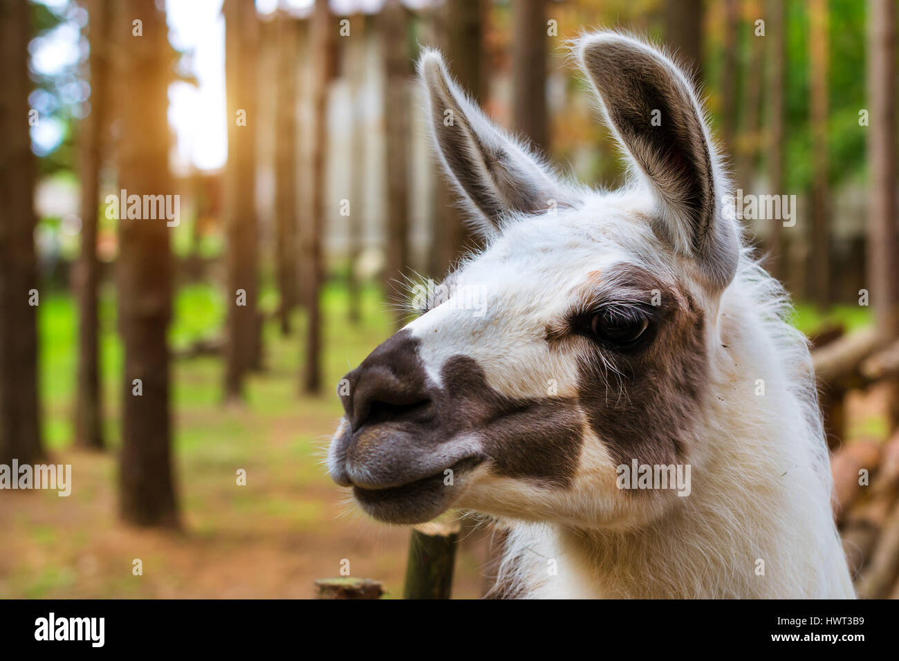 Wild animal Lama on the nature in the forest. Llama - South American ...