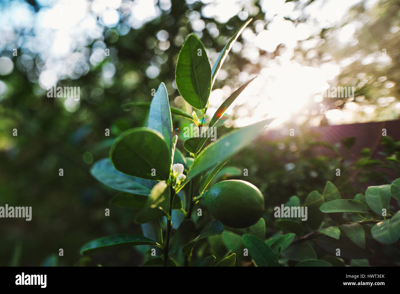 Close-up of lime tree growing in backyard Stock Photo - Alamy
