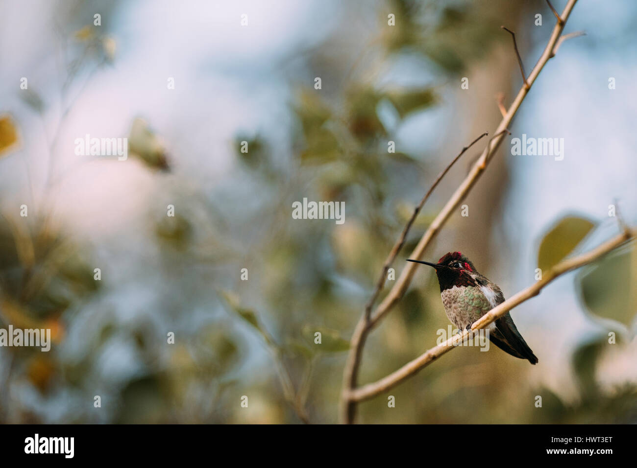 Hummingbird at tree hi-res stock photography and images - Alamy