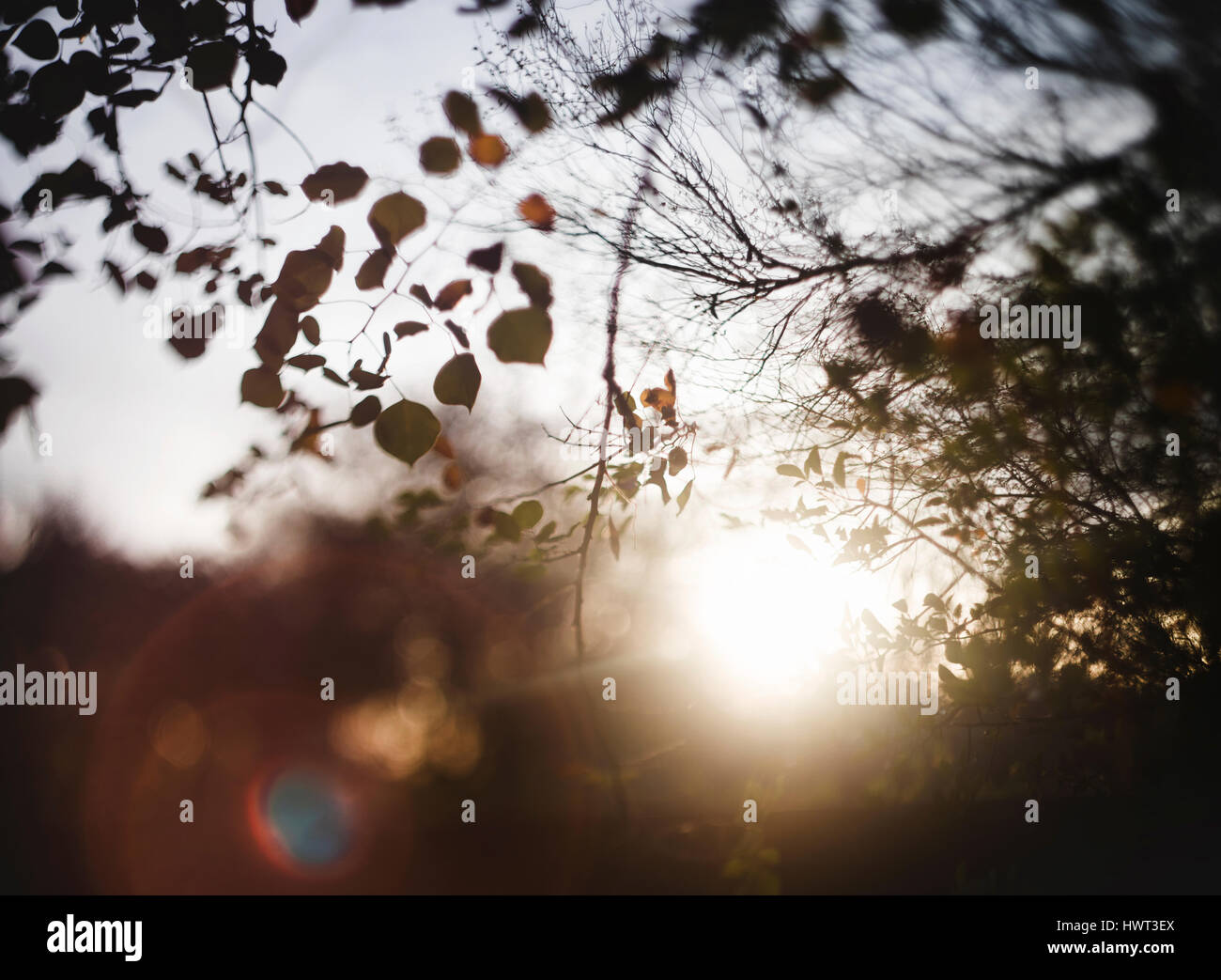 Sunlight trees forest hi-res stock photography and images - Alamy