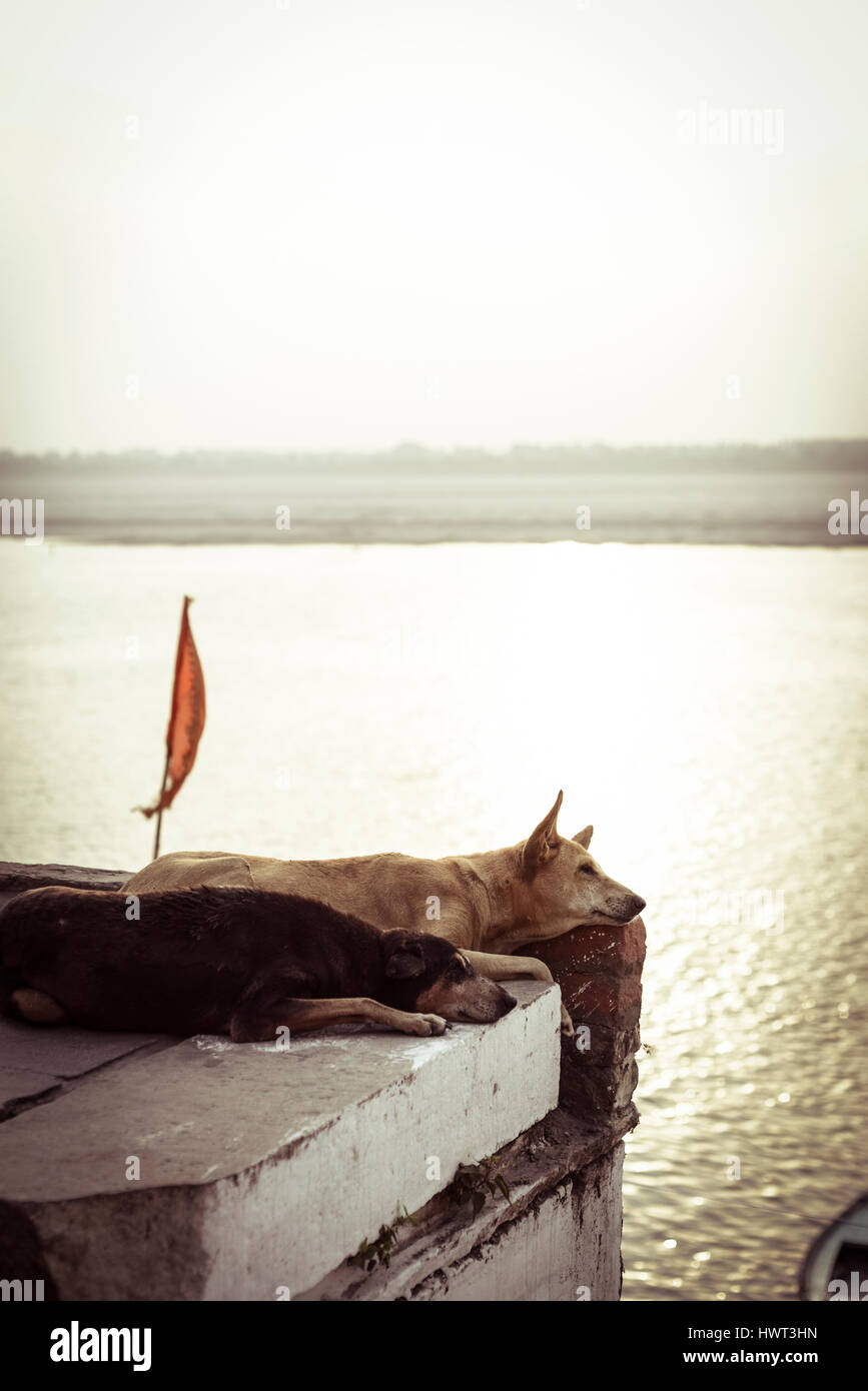 Sea animals water hi-res stock photography and images - Alamy