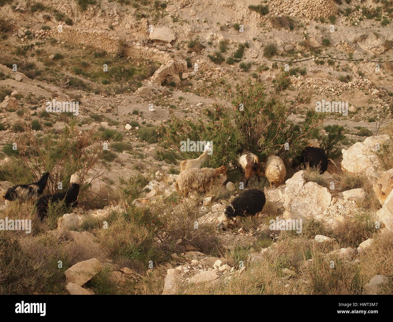 View at landscape from Montreal castle, Shobak, Jordan. Looks like ...