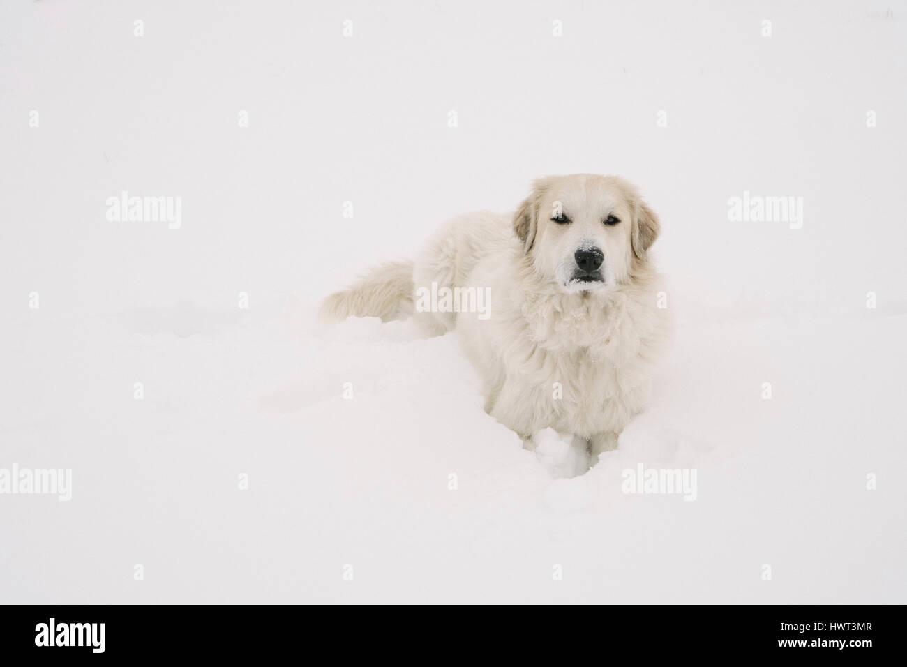 Snow covered retriever hi-res stock photography and images - Alamy