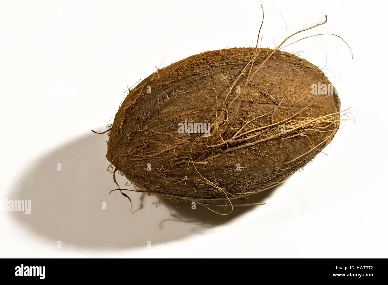 Ripe brown coconut fruit tree isolated on white background Stock Photo ...