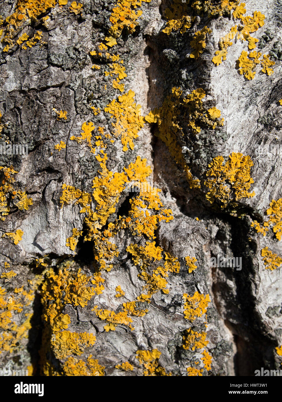 tree bark with moss and lichen texture Stock Photo - Alamy